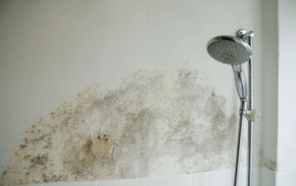 The Ultimate Guide to Mould | Mould Removal Australia