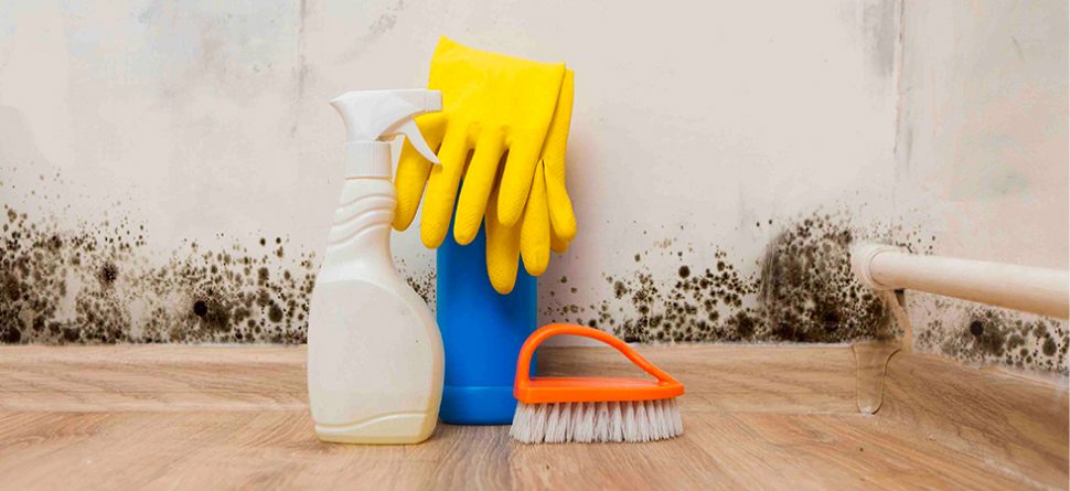 The Ultimate Guide to Mould | Mould Removal Australia